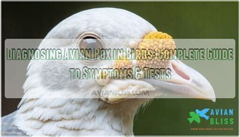 Diagnosing Avian Pox In Birds Complete Guide To Symptoms And Tests