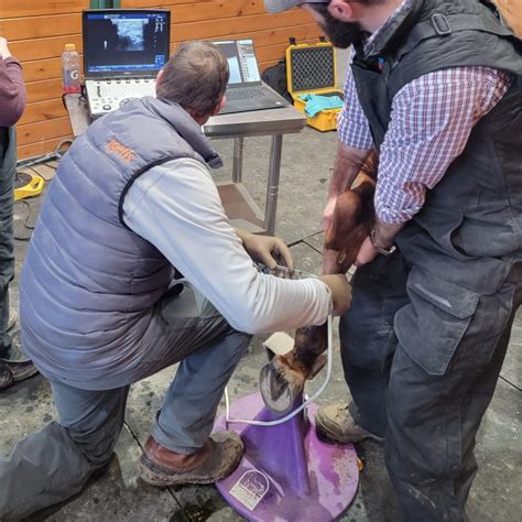 Diagnostics And Lab Longmont Vet