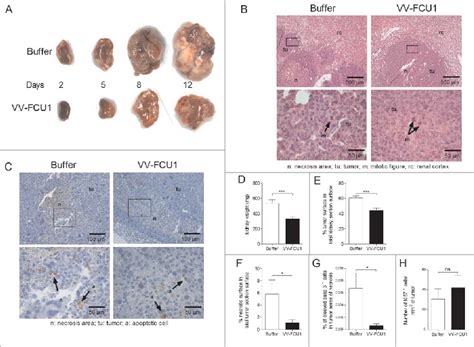 Tumor Growth Limitation Effects Of Vv Fcu1 Renca Cells Were Injected Download Scientific