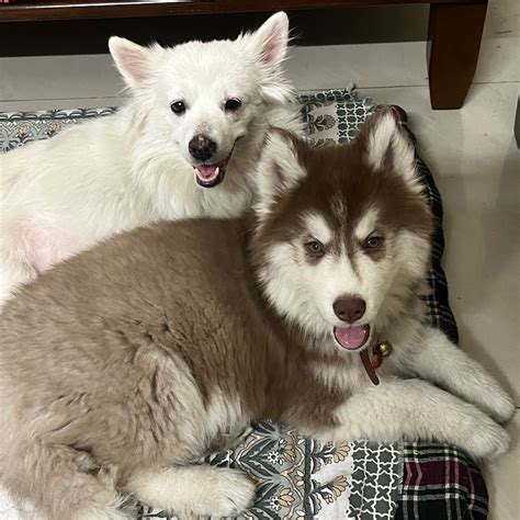 Daisy And Dora Youtube