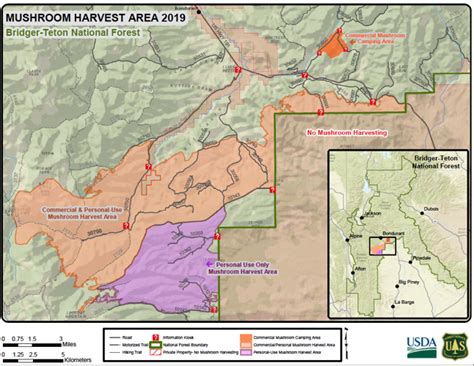Bridger Teton Extends Commercial Morel Picking Permits Until August
