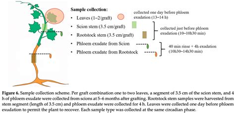 Publication Impact Of Metabolic Scionrootstock Interactions In