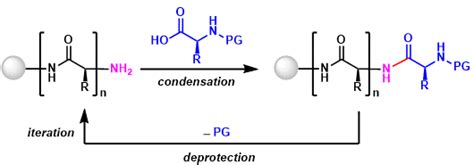 Merrifield Solid Phase Peptide Synthesis Chem Station Int Ed