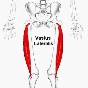 Vastral Physiotherapy Clinic Vastus Lateralis Muscle Anatomy Function