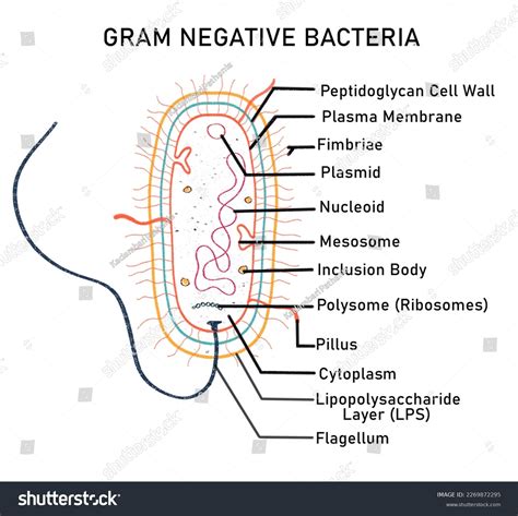 Gram Negative Bacteria Prokaryotic Organisms Structure Stock Illustration 2269872295 Shutterstock