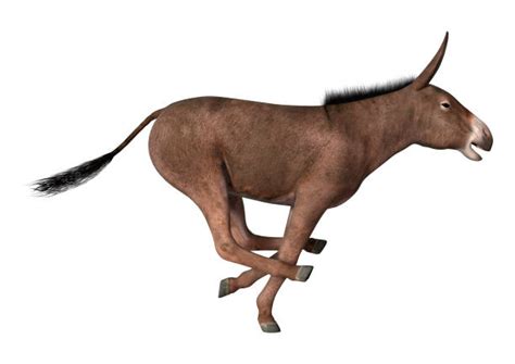 18700 Lastdier Fotos Stockfotos Afbeeldingen En Royalty Free Beelden Istock