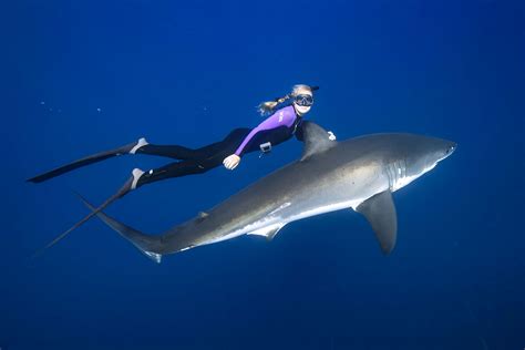 Shark Diving Ocean Ramsey At Carolyn Cotter Blog