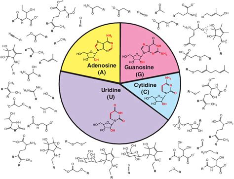 Wires Rna Vol 11 No 5