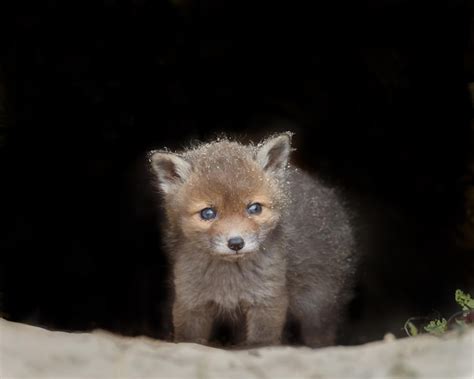 Premium Photo Red Fox Cub Or Cubs Newborn Foxes In There Natural Habitat Cubs Outdoors Near