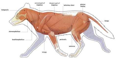 Wolf Body Structure Body Systems The Arctic Wolf