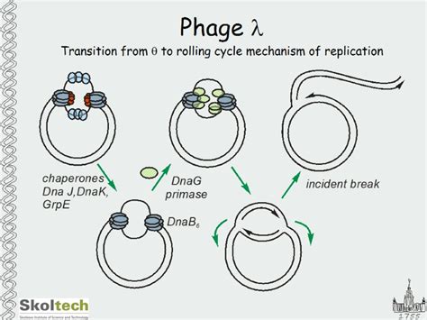 Msu And Skoltech Phage And Virus Replication Phage