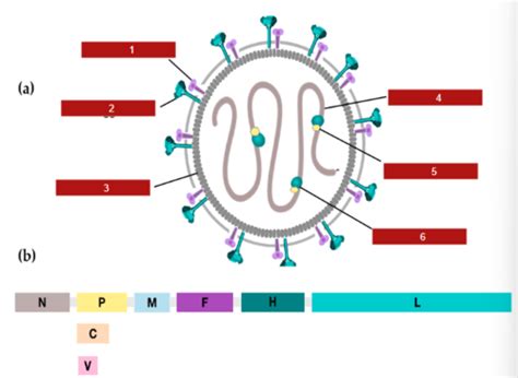 [virus] SỞi Flashcards Quizlet