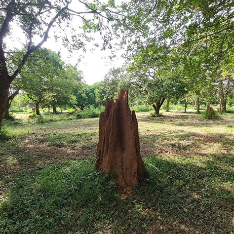 The Insects That Farm Introducing How Ants And Termites Cultivate Crops