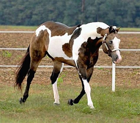 Buckskin Overo Apha Stallion Pretty Horses Horses American Paint Horse
