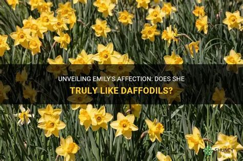 Unveiling Emilys Affection Does She Truly Like Daffodils Shuncy