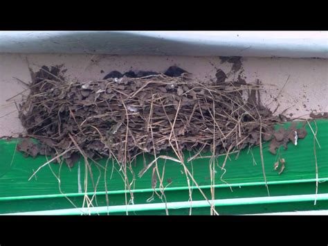 Puiîn Cuib De Rândunele Youtube