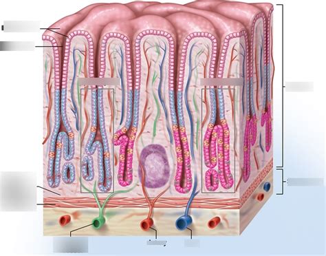 Gastric Glands Diagram Quizlet