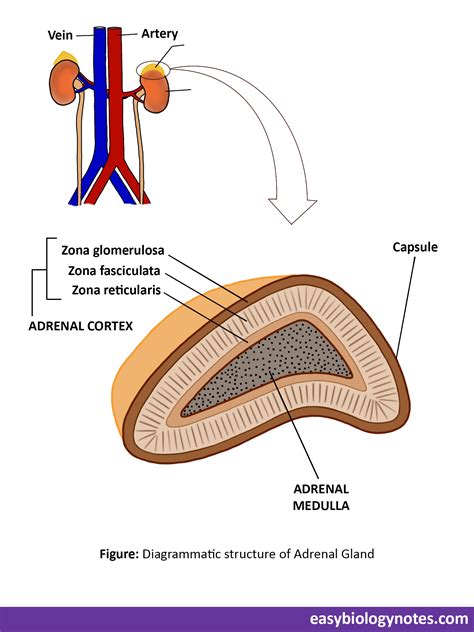 Endocrine System Definition Glands Their Structure And