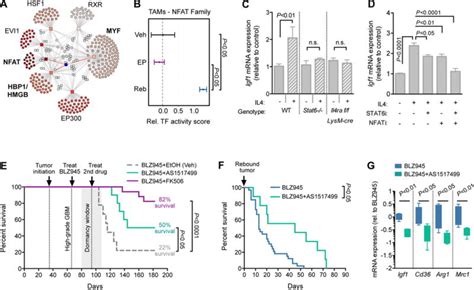 The Tumor Microenvironment Underlies Acquired Resistance To Csf1r Inhibition In Gliomas Pmc