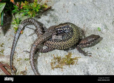 Common Wall Lizards Mating 2 Of 2 Podarcis Muralis Lacertidae