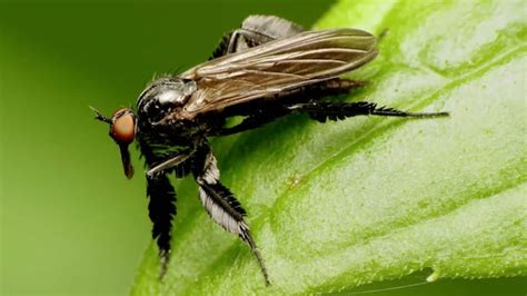 6 Freaky Ways Bugs Have Sex Cbc Documentaries