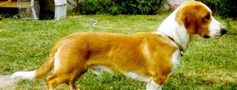 Drever Breed Guide Learn About The Drever