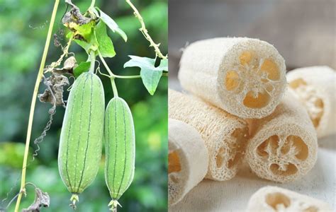 How To Grow Luffa And Turn Them Into Sponges Luffa Seeds Plant Roots