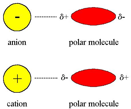 Plz Explain Ion Dipole Interactions Meritnation Com