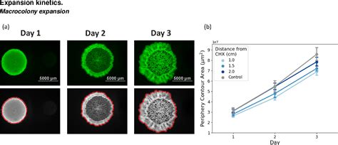 Figure 1 From Bacillus Subtilis Biofilms In The Presence Of Chlorhexidine A Computational