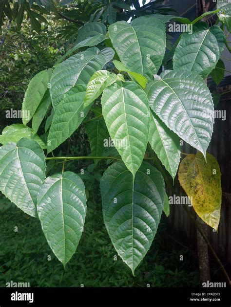 Shining Leaved Stinging Tree Dendrocnide Photinophylla Growing In