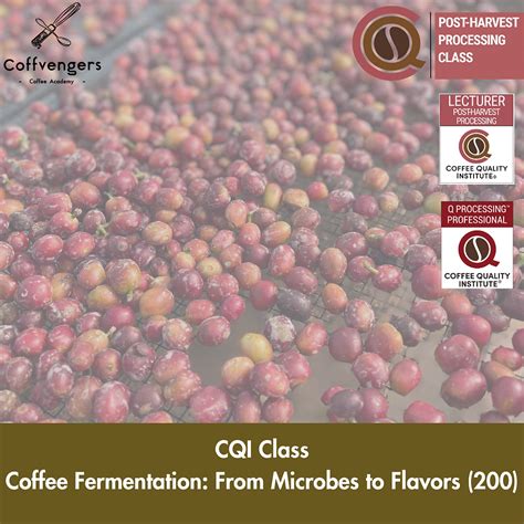 Cqi Coffee Fermentation From Microbes To Flavors 200 Coffvengers