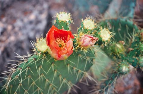 Plantas Y Flores Comestibles Mexicanas Una Fuente De Nutrientes Y Sabor