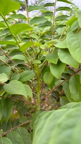 China Usiri Packaging Size 50 Kg At Best Price In East Godavari Id