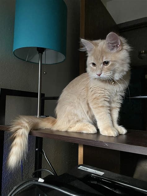 My Cream Tabby Pattern Is 5 Months Old Now Scrolller