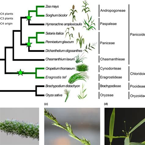 A Current Literature Consensus Phylogeny Of The Relationships Between