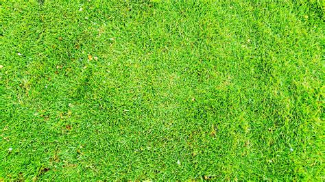 The Ultimate Guide To Maintaining Bermuda Grass Lawns