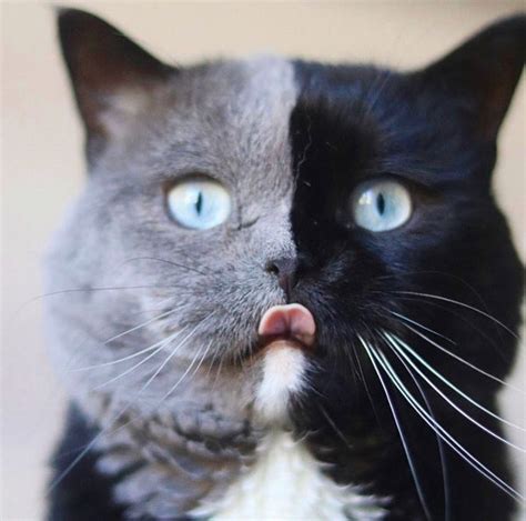 Chimera Genetics Cat