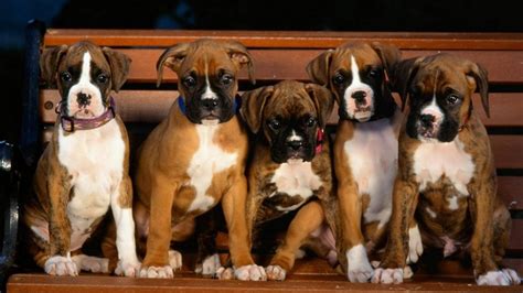 Download Adorable Boxer Puppies Sitting On A Bench Wallpaper