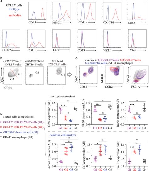 Ccl17 Protects Against Viral Myocarditis By Suppressing The Recruitment