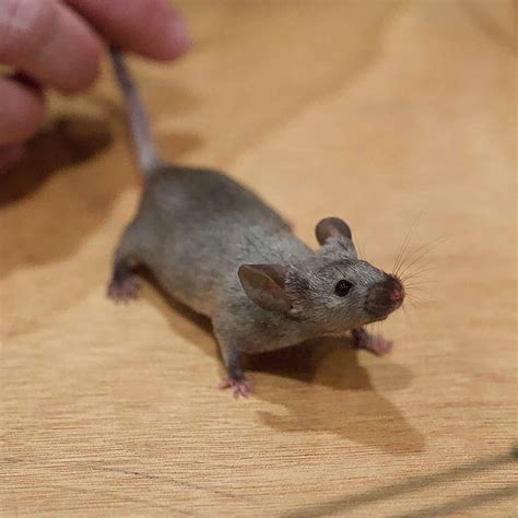 Silver Agouti The National Mouse Club
