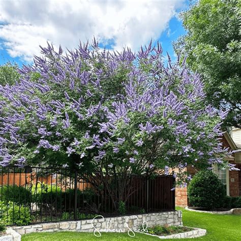 Vitex Chaste Tree Texas Lilac Vitex Agnus Castus 20 Seeds Seed