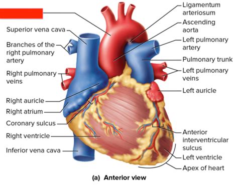 Posterior Interventricular Sulcus