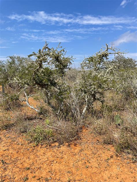 The Remarkable Habitat Of The Sand Sheet