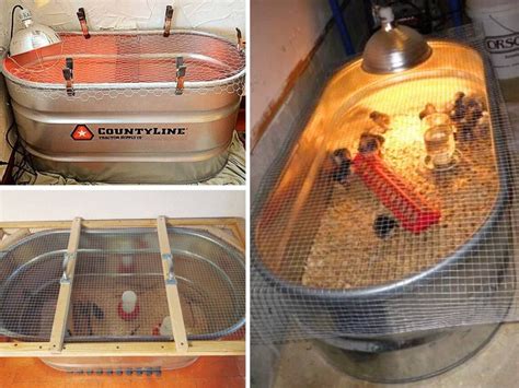 Brooder Temps For Chicks At Flynn Barney Blog