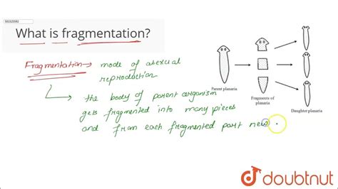 What Is Fragmentation Class 12 Reproduction In Organisms Biology