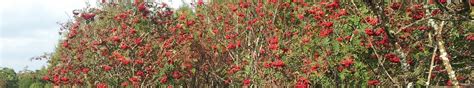 Rowan Tree Tree Works