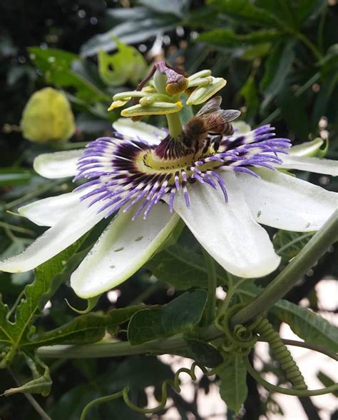 ♥ Visitas De Estacion ♥ My Dad Has Grown Passiflora Just This Year