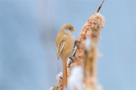 Cute Little Bird Bearded Tit Female Bearded Reedling Panurus