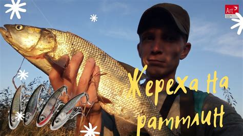 Ловля жереха на раттлин. Три вечера на реке. - YouTube