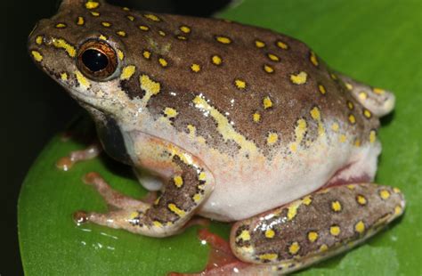 Buy Bubbling Kassina Senegalensis Toad Venom